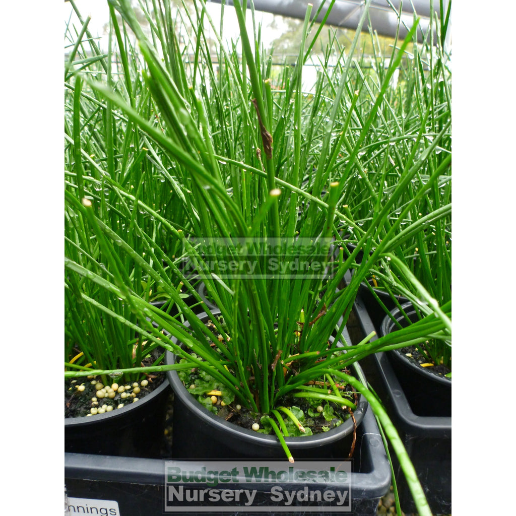 Autumn Crocus 125mm pots Colchicum autumnale – BUDGET WHOLESALE NURSERY ...