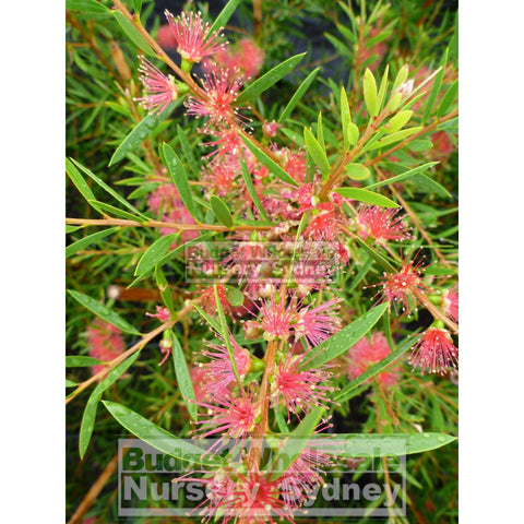 Callistemon Candy Pink 200mm Pot, Pink Bottlebrush | Budget Wholesale ...