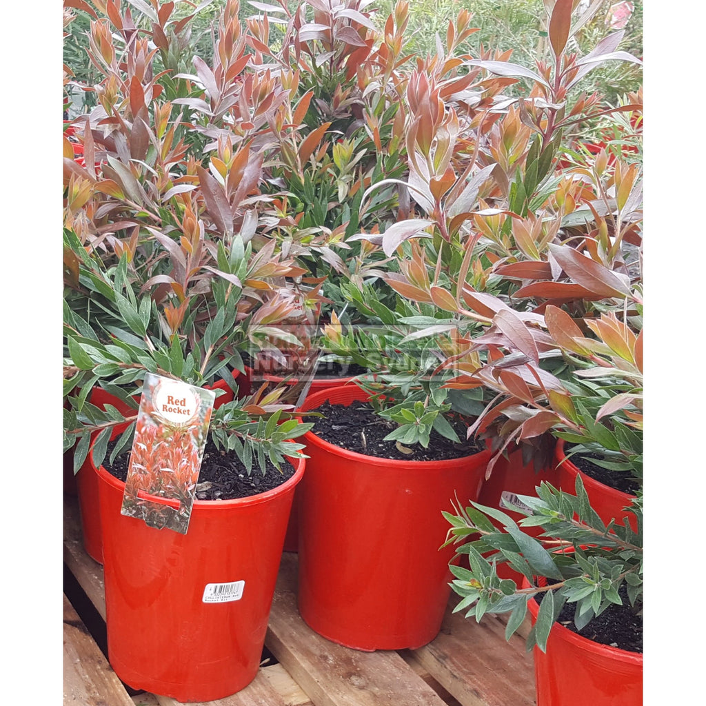 Callistemon Red Rocket 200mm Pots | Budget Wholesale Nursery Sydney