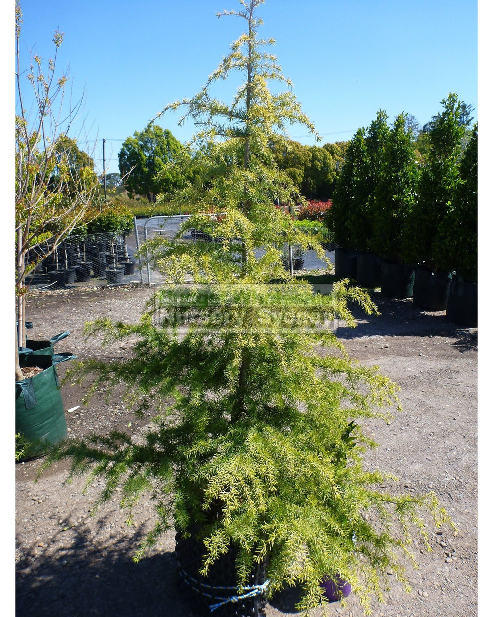 Conifers – BUDGET WHOLESALE NURSERY SYDNEY