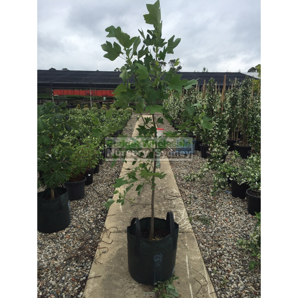 Chinese Tulip Tree 45L Liriodendron chinense | Budget Wholesale Nursery ...