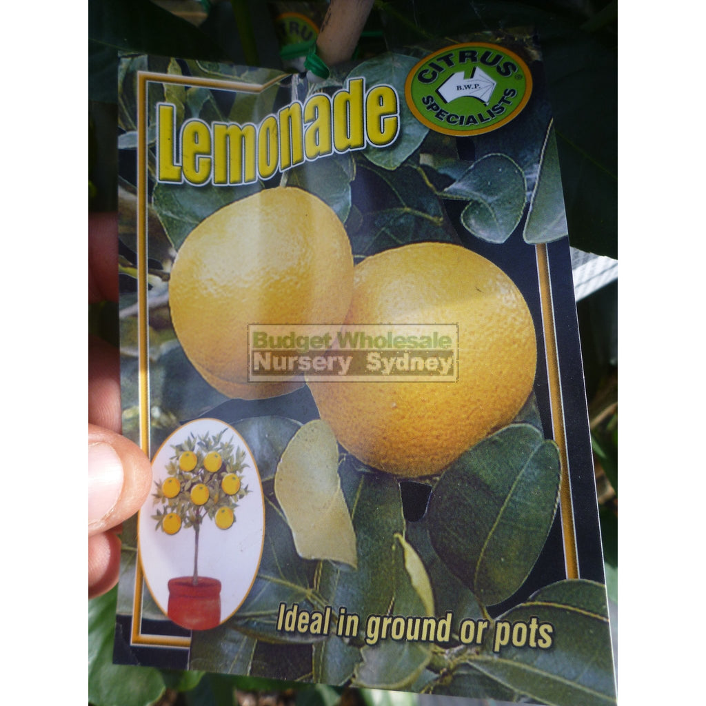 Citrus Lemonade Tree cv Lemonade 5ltr – BUDGET WHOLESALE NURSERY SYDNEY