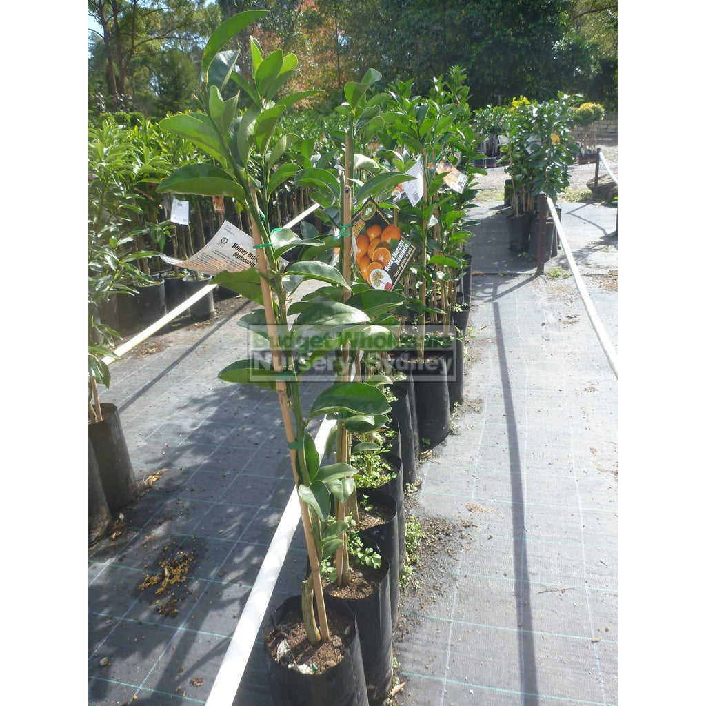 Citrus Mandarin Tree cv Honey Murcott 5ltr | Budget Wholesale Nursery ...