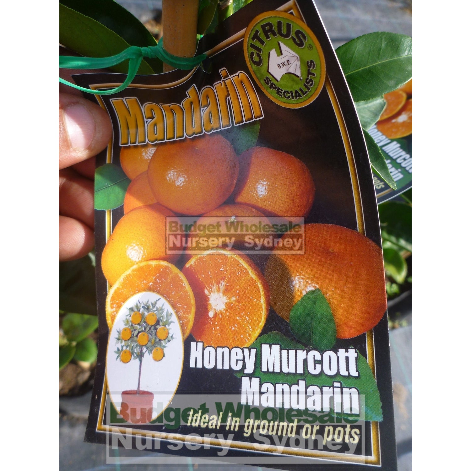 Citrus Mandarin Tree cv Honey Murcott 5ltr – BUDGET WHOLESALE NURSERY ...