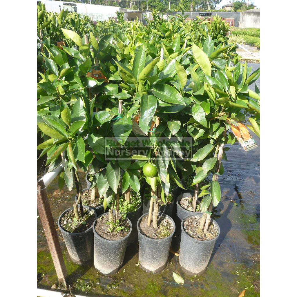 Citrus Orange Tree cv Seedless Valencia 5ltr | Budget Wholesale Nursery ...