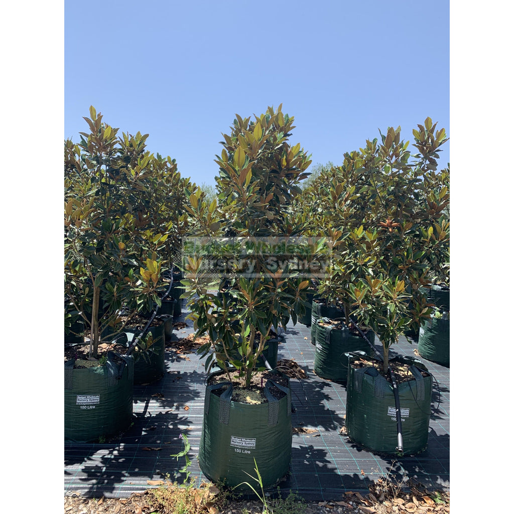 Magnolia Little Gem SUPER ADVANCED 150L Pot/Bag | Budget Wholesale ...