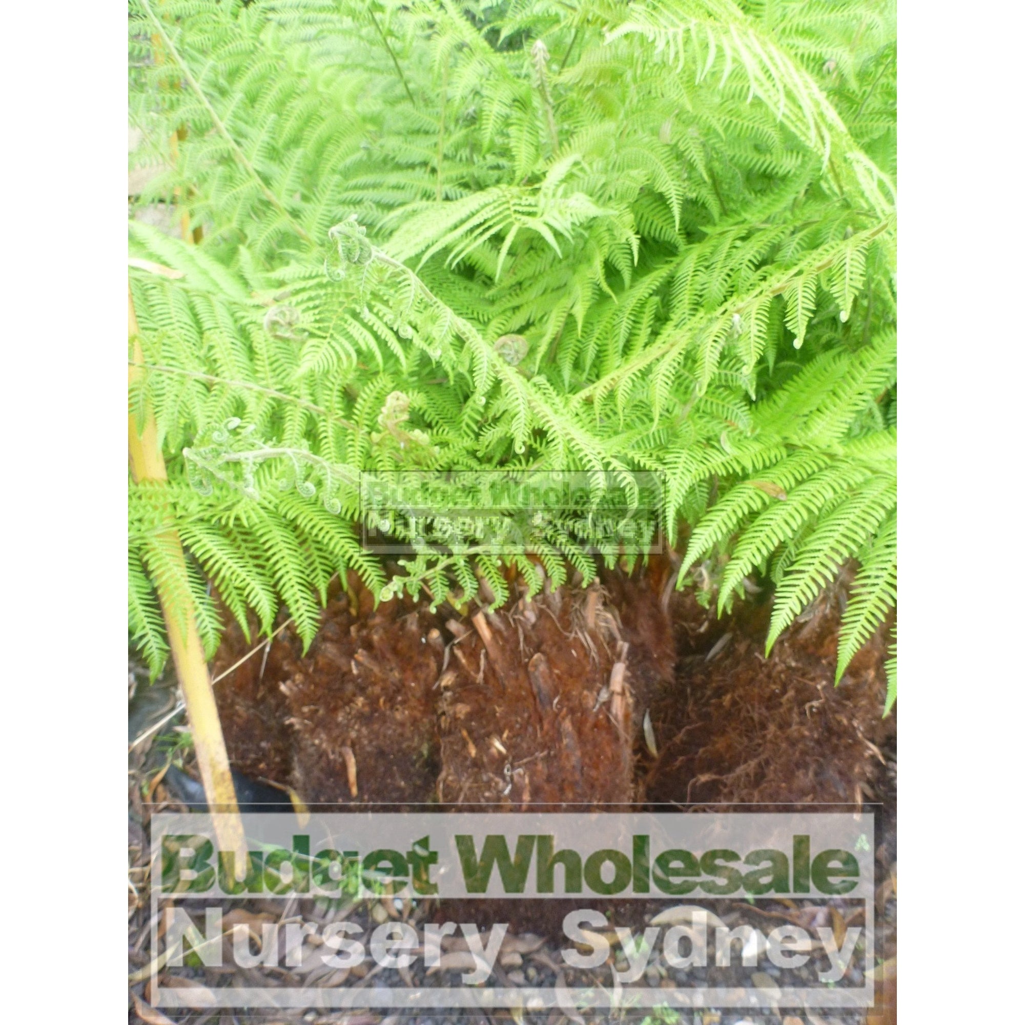 Dicksonia antarctica Australian Soft Fern Tree XLarge 800mm to 1m Trun ...
