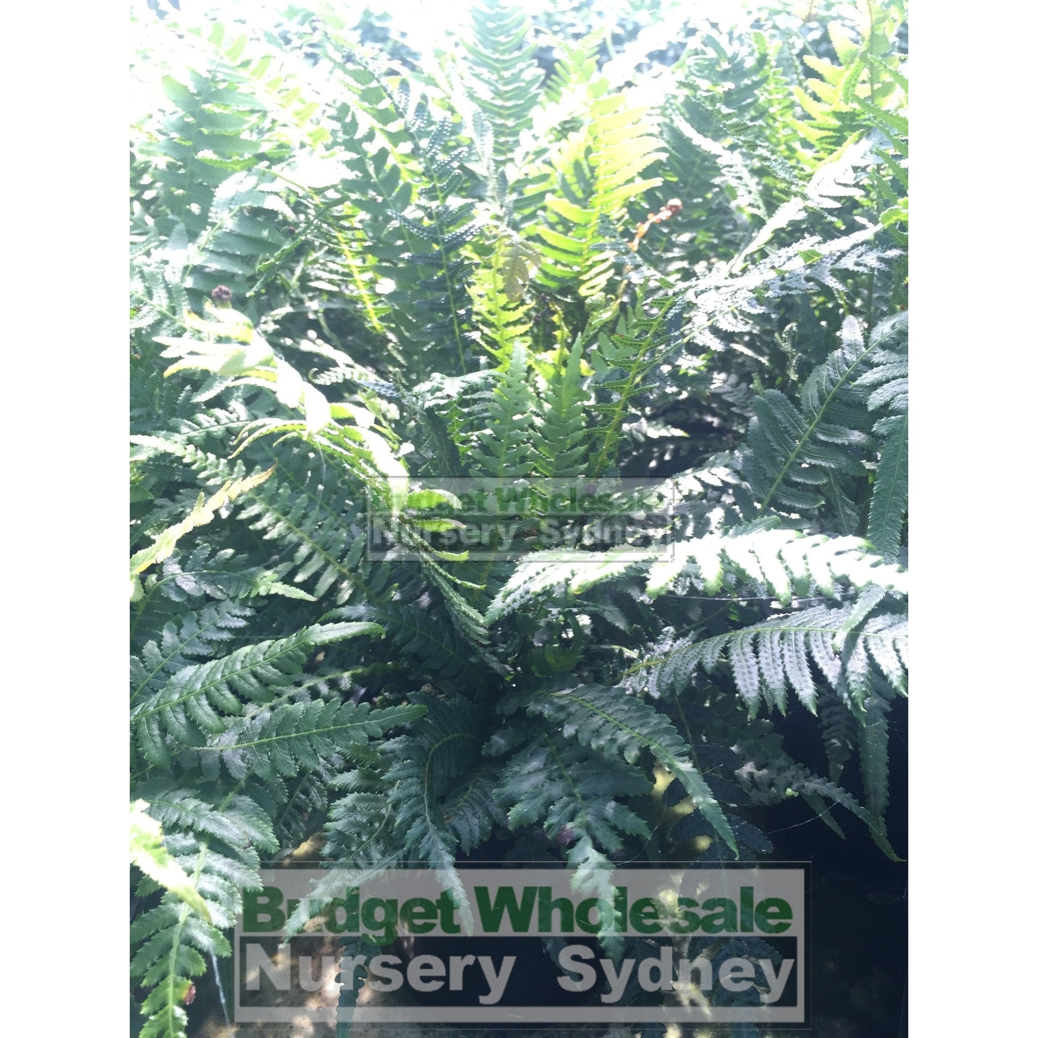 Doodia aspera 140mm Pots Prickly Rasp Fern – BUDGET WHOLESALE NURSERY ...
