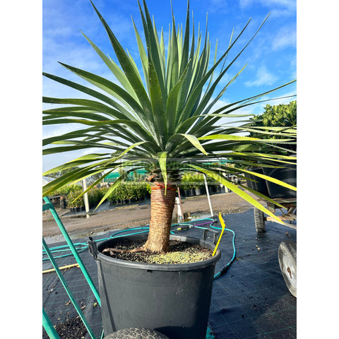 Dracaena Draco Plant