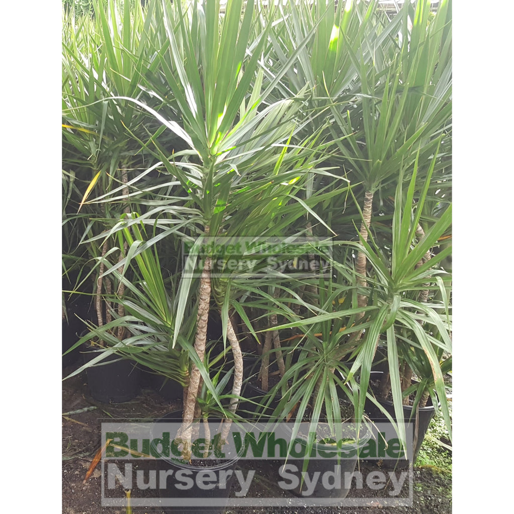 Dracaena marginata 250mm Tall Multi | Budget Wholesale Nursery Sydney