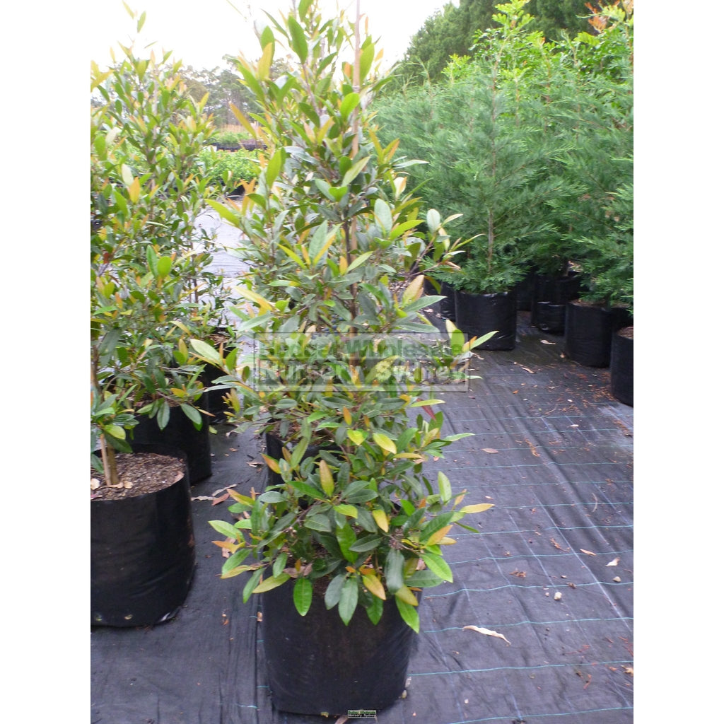 Elaeocarpus Reticulatus 100Lt Bag or Blueberry Ash Tree | Budget ...