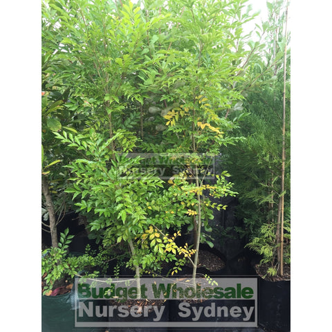 Fraxinus Griffithii Large 300mm Pot - Medium growing Ash tree | Budget ...