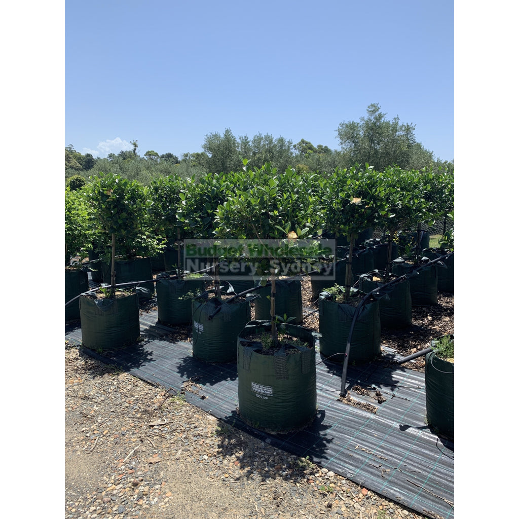 Gardenia Standards SUPER LARGE 100L Pots – BUDGET WHOLESALE NURSERY SYDNEY