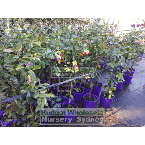 Guava Tree Cherry Red 200mm | Budget Wholesale Nursery Sydney