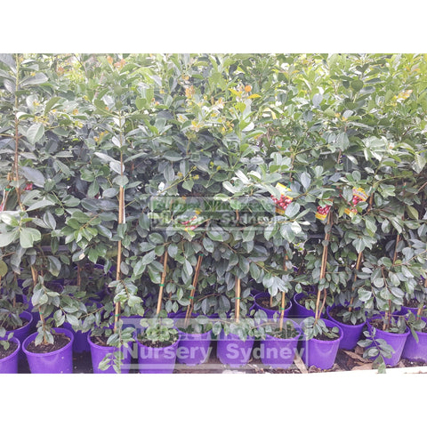 Guava Tree Cherry Red 200mm | Budget Wholesale Nursery Sydney