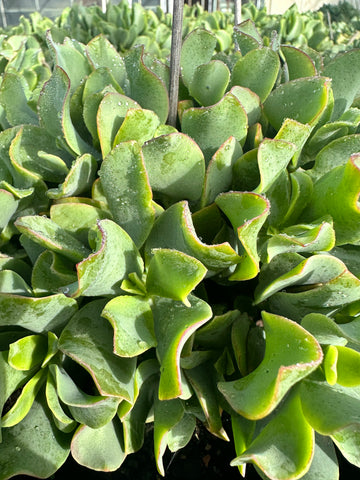 Crassula max cook 200mm | Budget Wholesale Nursery Sydney