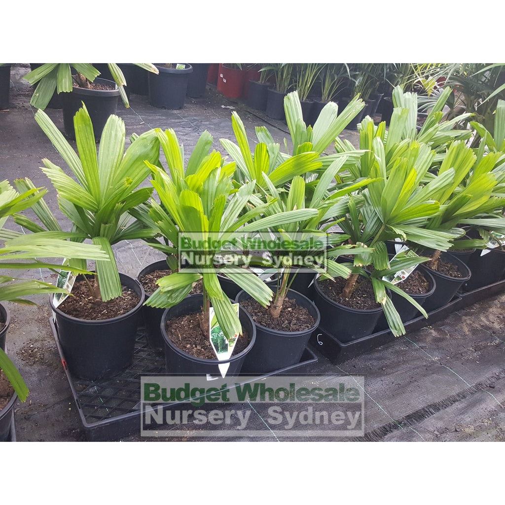 Licuala ramsayi 400mm pot (Australian Fan Palm) large | Budget ...