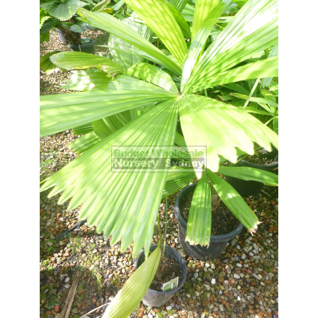 Licuala ramsayi (Australian Fan Palm) 200mm – BUDGET WHOLESALE NURSERY ...