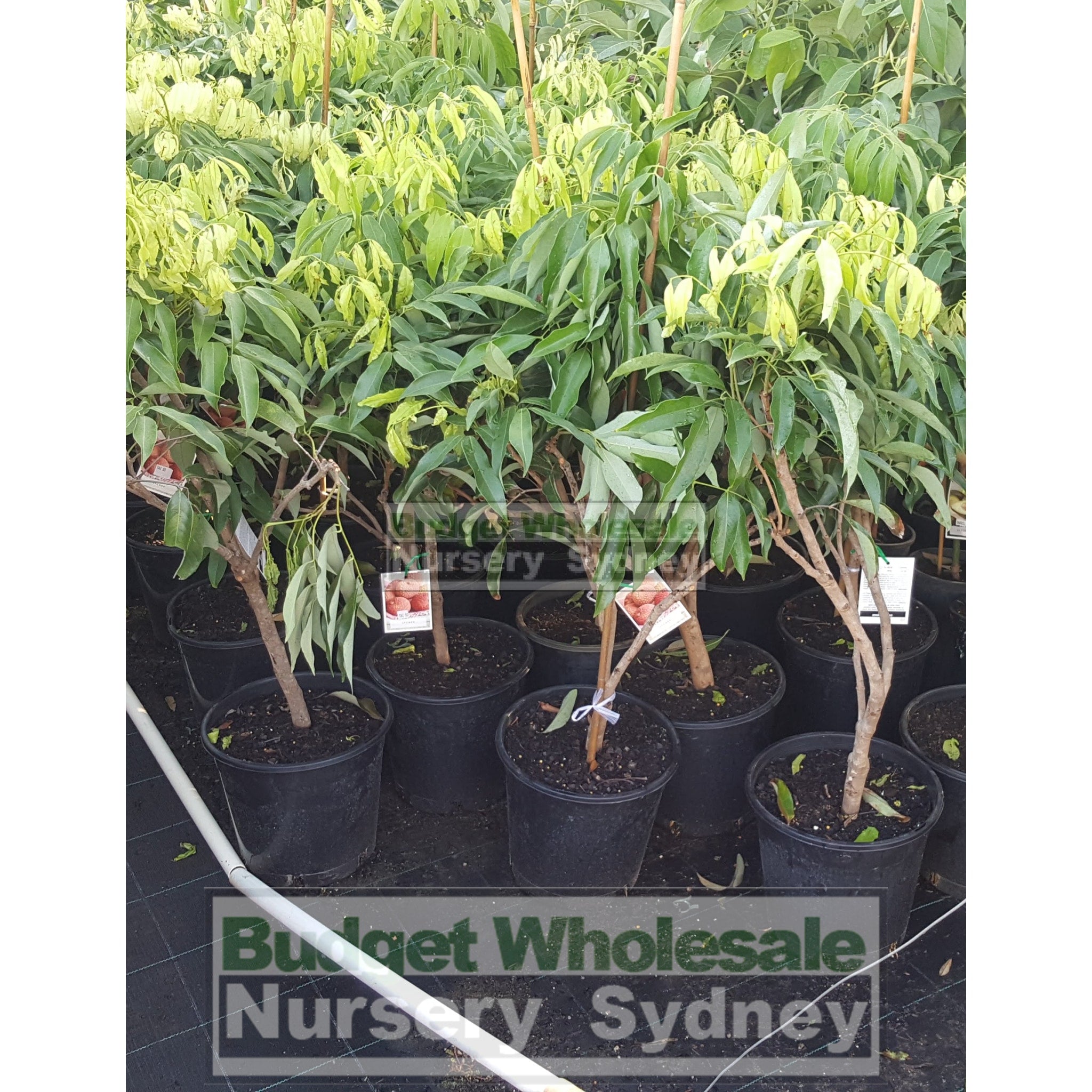 lychee tree nursery