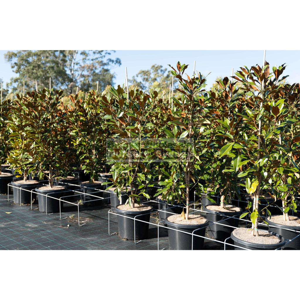 Magnolia Kay Parris 400mm pot / 45L bag | Budget Wholesale Nursery Sydney