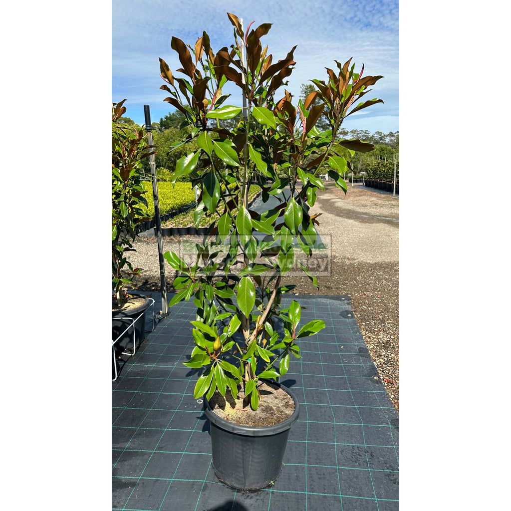 Magnolia Kay Parris 400mm pot / 45L bag | Budget Wholesale Nursery Sydney
