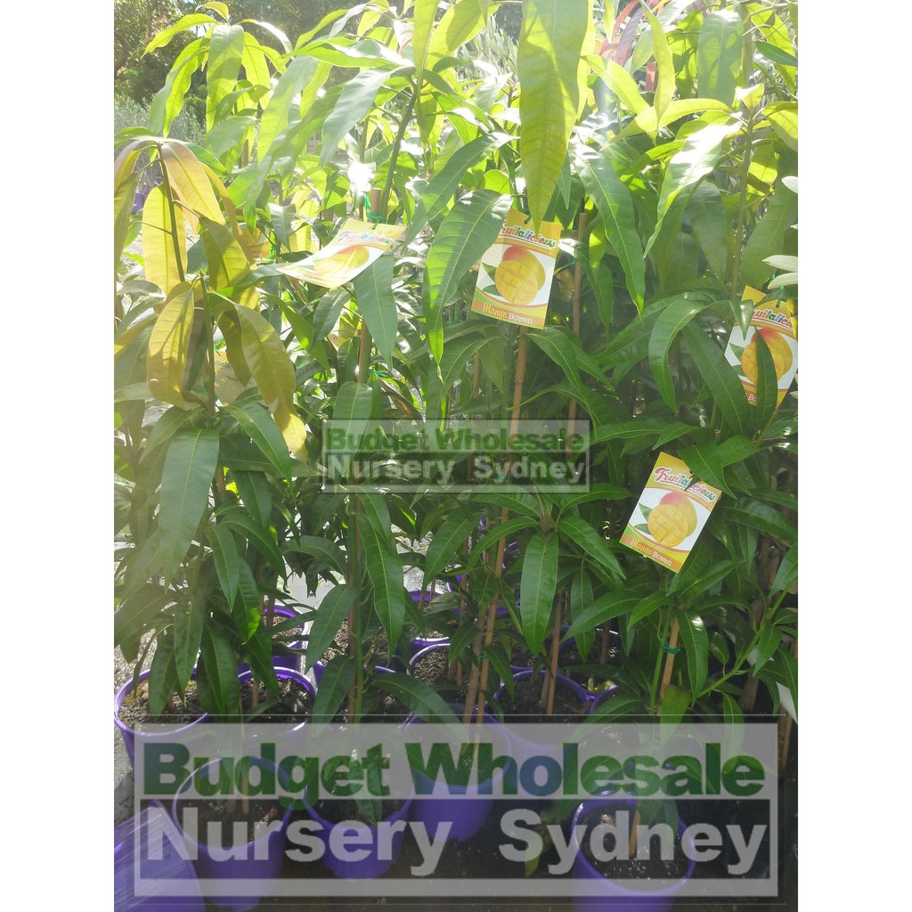 Mango Tree Bowen Large 250mm Pots Mangifera indica Edible Fruit ...