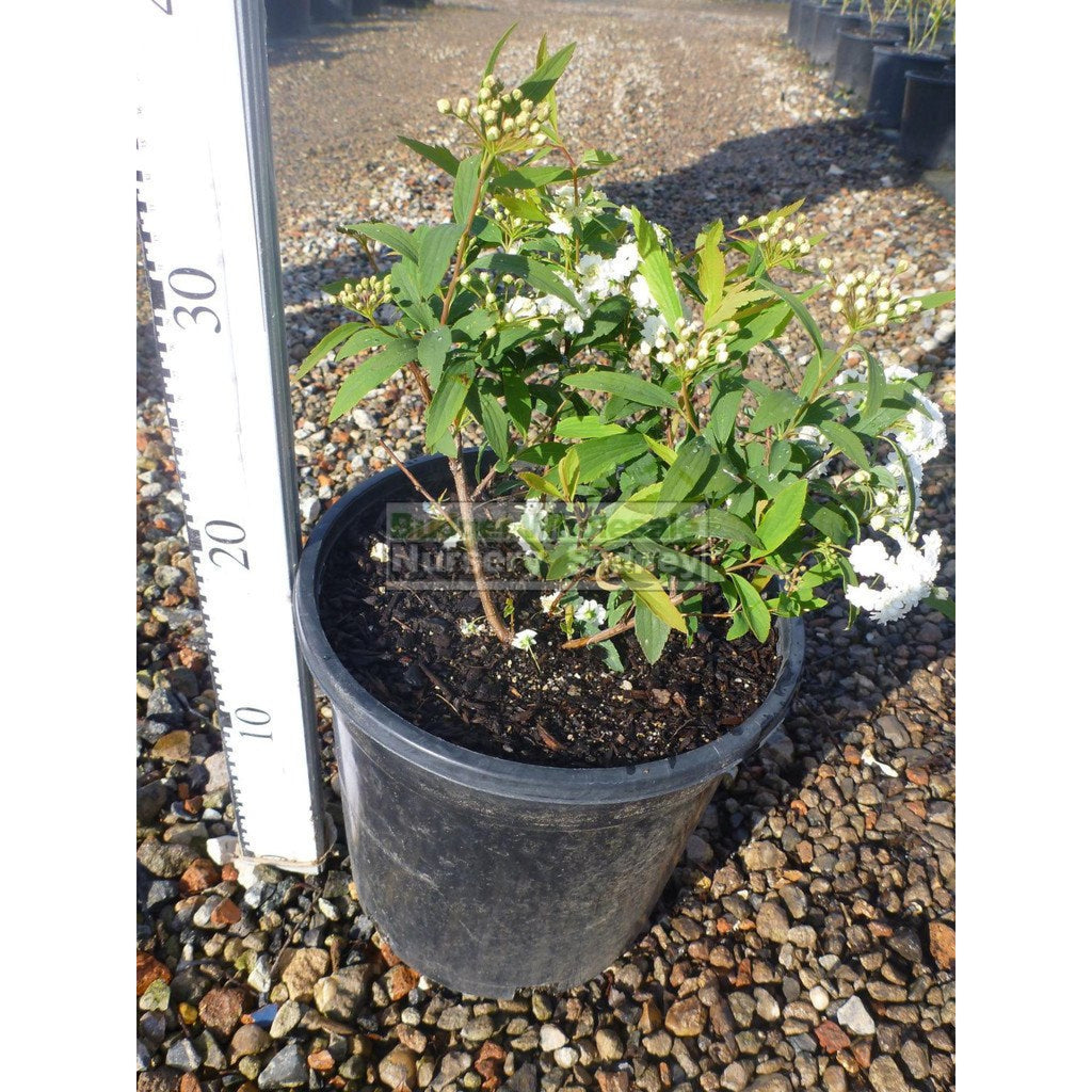 May Bush Spiraea Cantoniensis 200mm Pot – BUDGET WHOLESALE NURSERY SYDNEY