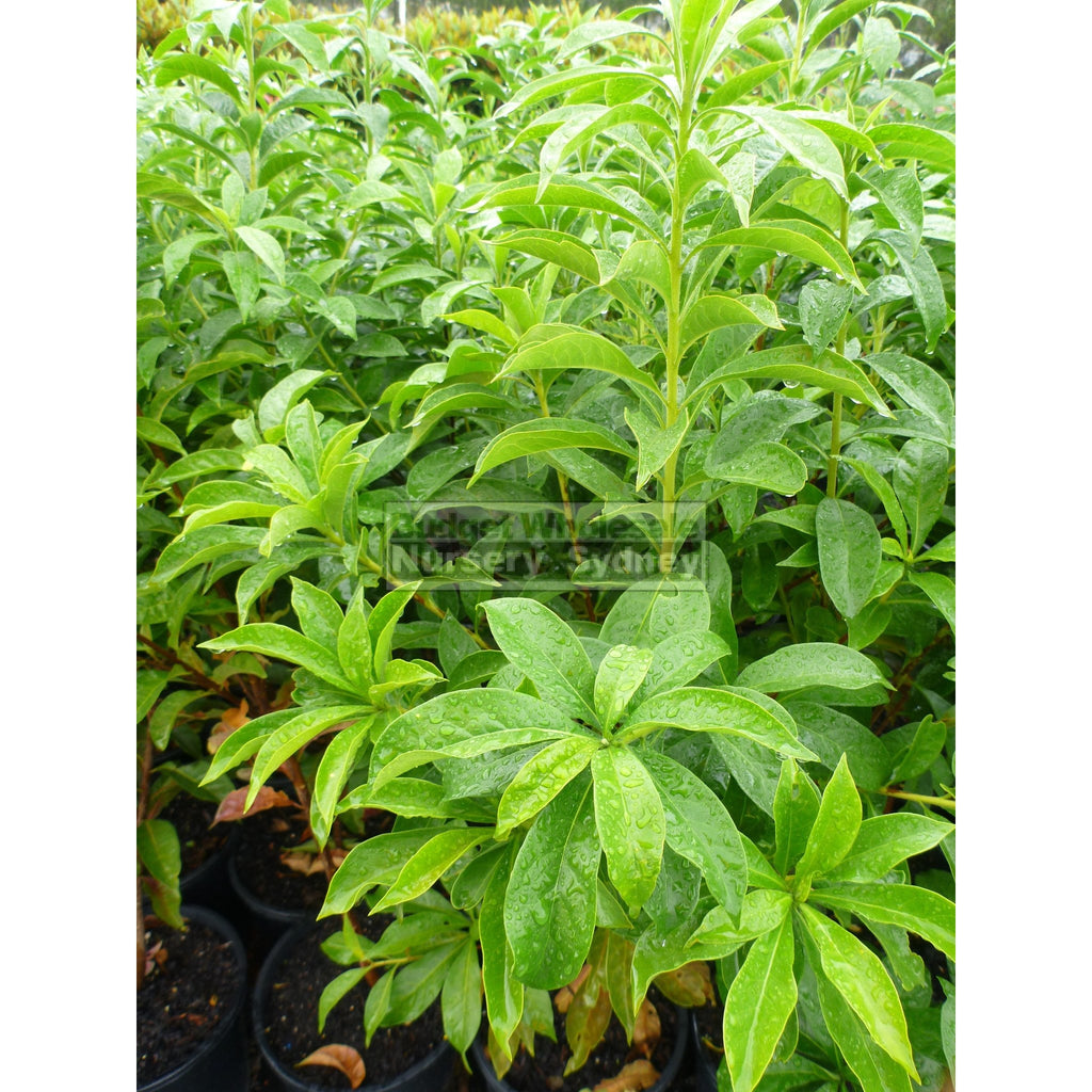 Native Frangipani 200mm Pot Tree Hymenosporum flavum. Fragrant Flowers ...