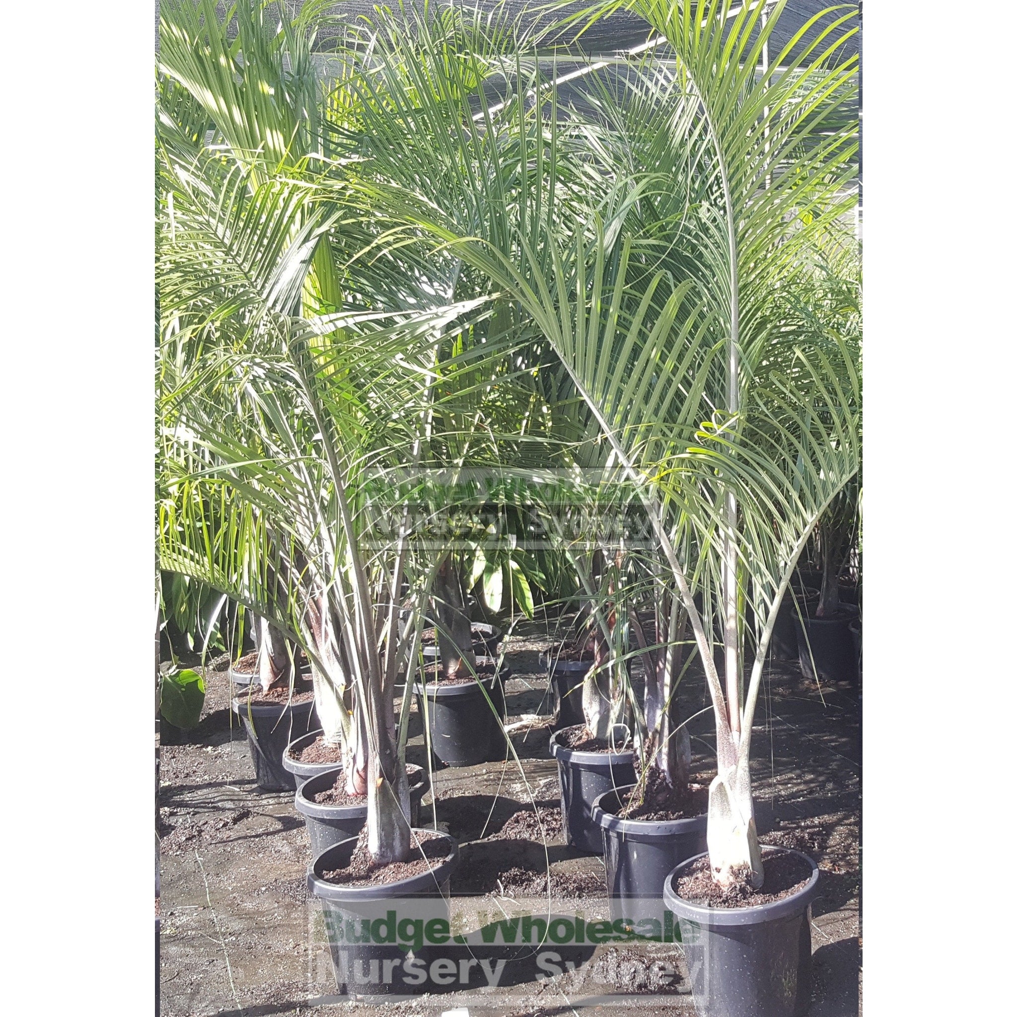 triangle palm uk