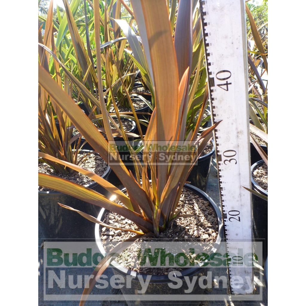 New Zealand Flax Purple 140mm Pot. Phormium tennax purpurea Full Sun o ...