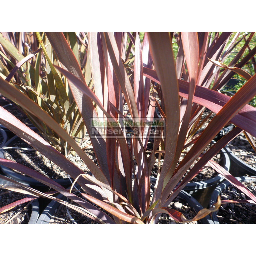 New Zealand Flax Purple 140mm Pot. Phormium tennax purpurea Full Sun o ...
