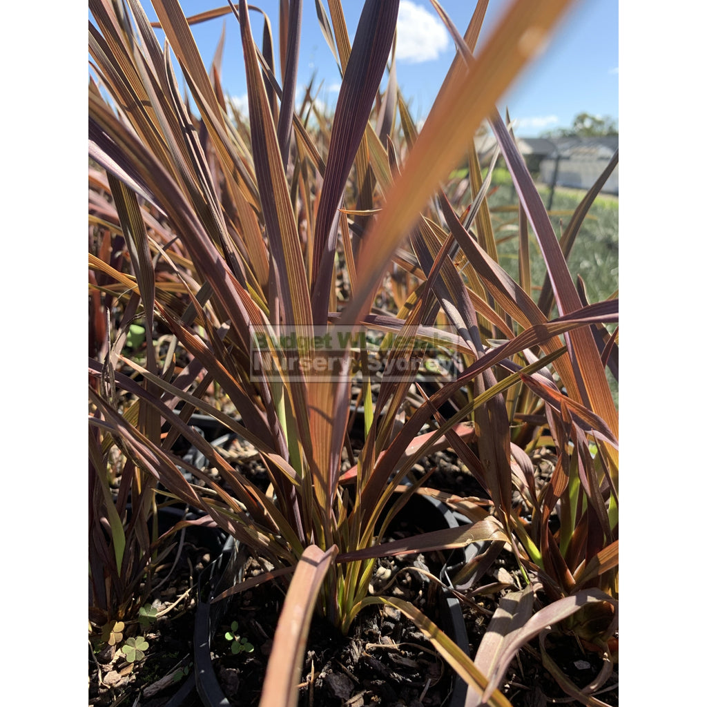 New Zealand Flax Purple 140mm Pot. Phormium tennax purpurea Full Sun o ...