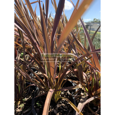 New Zealand Flax Purple 140mm Pot. Phormium tennax purpurea Full Sun o ...
