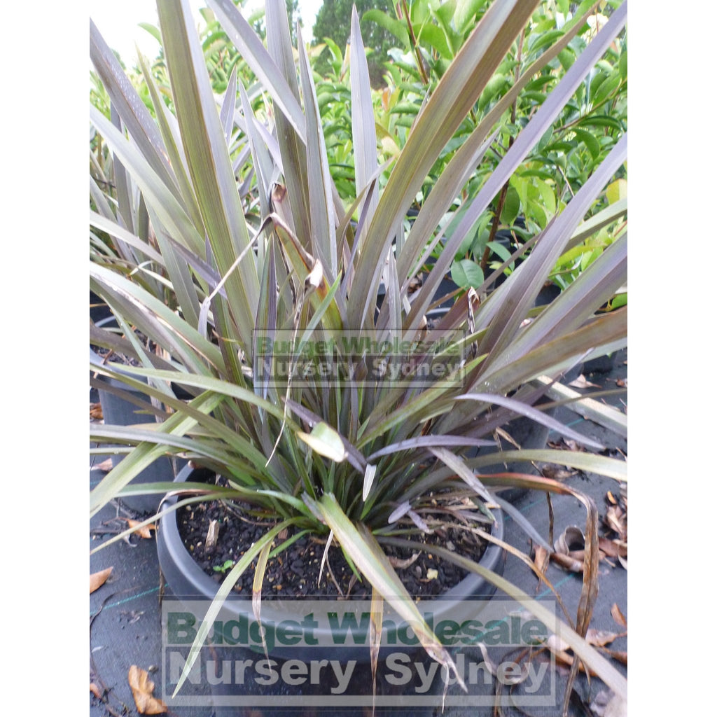New Zealand Flax Purple 300mm Pot. Phormium tennax purpurea Full Sun o ...