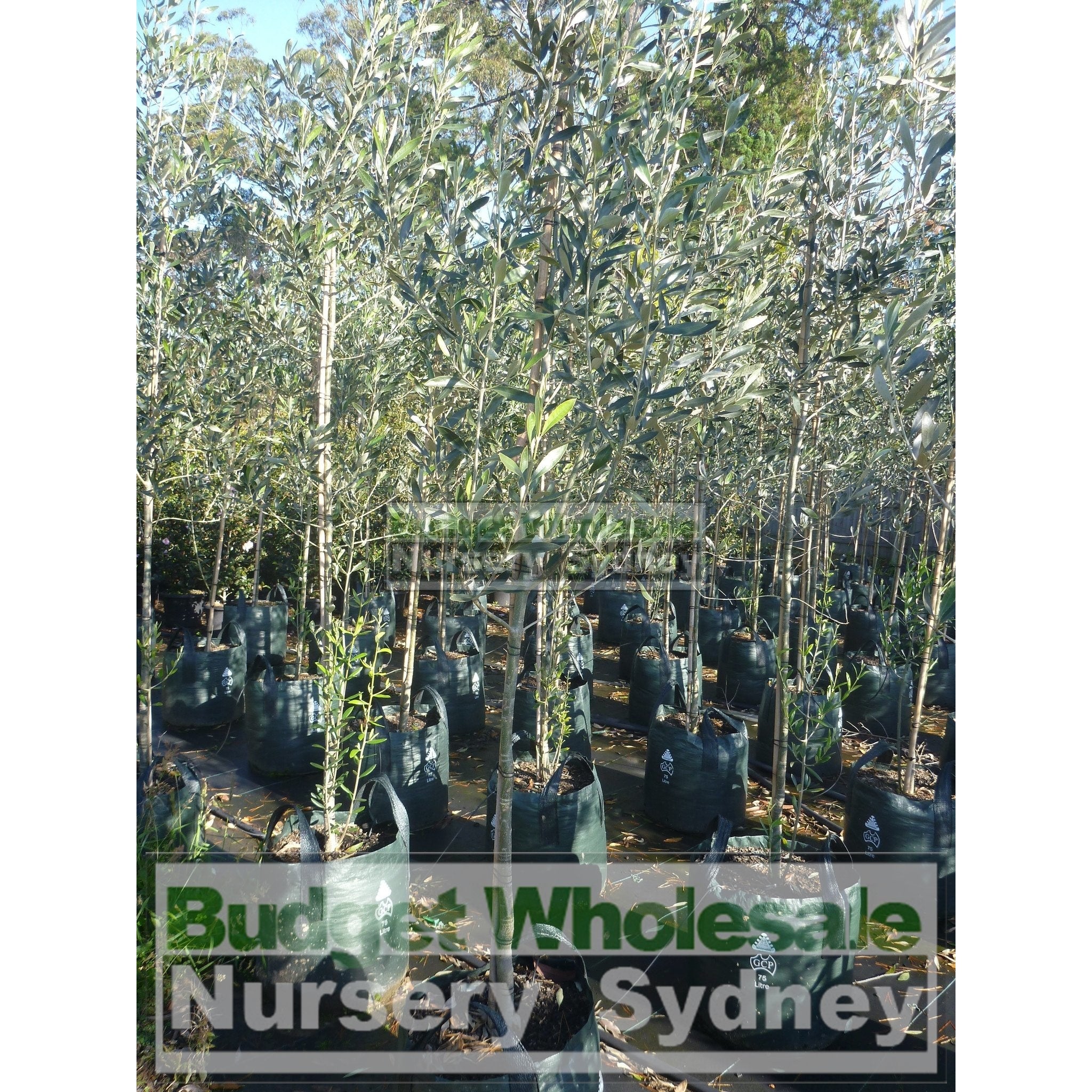 Olea Jumbo Kalamata (Olive - Grafted) XXL 75Lt Bag Edible Fruit ...