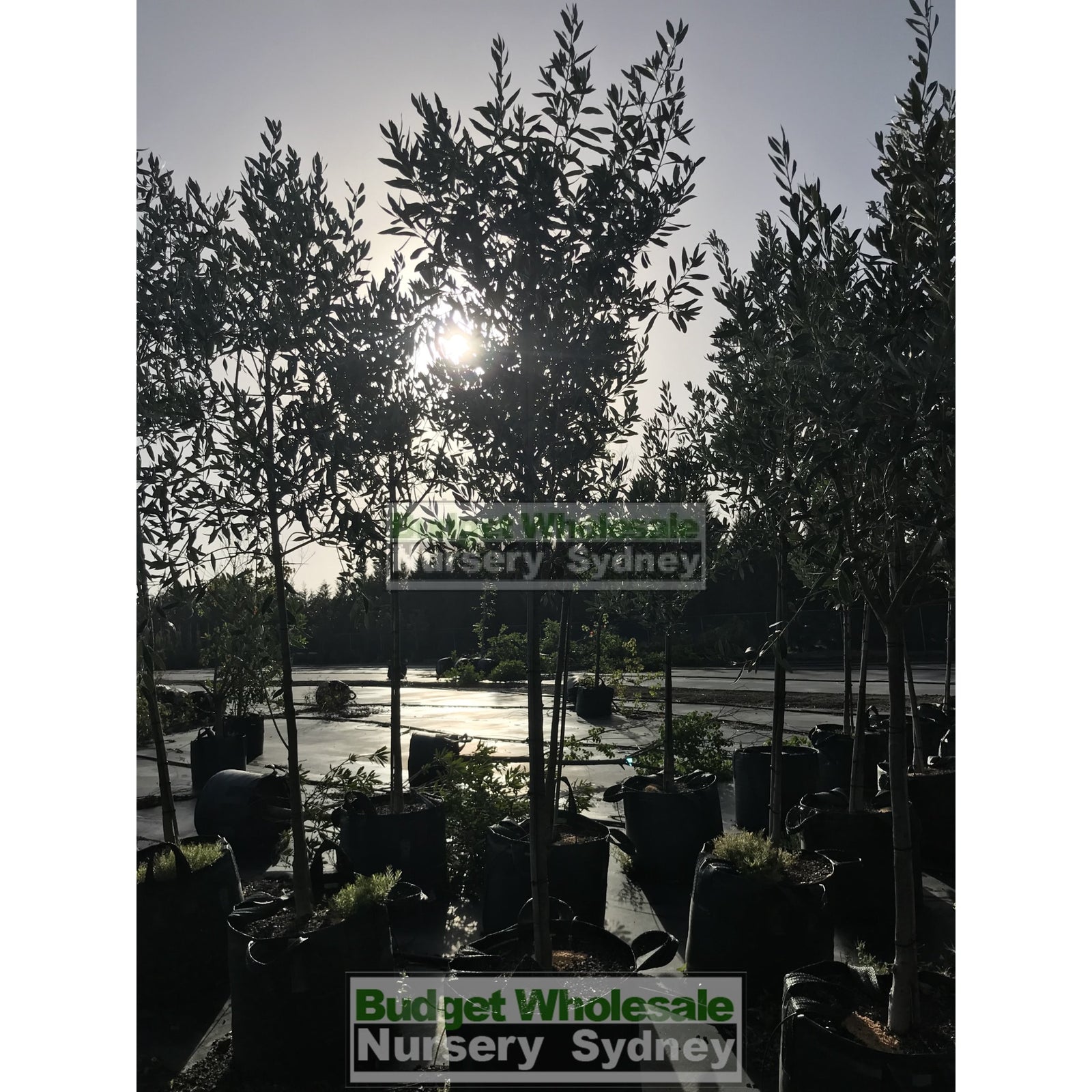 Olea Jumbo Kalamata (Olive - Grafted) XXXL 100L Bag Edible Fruit ...