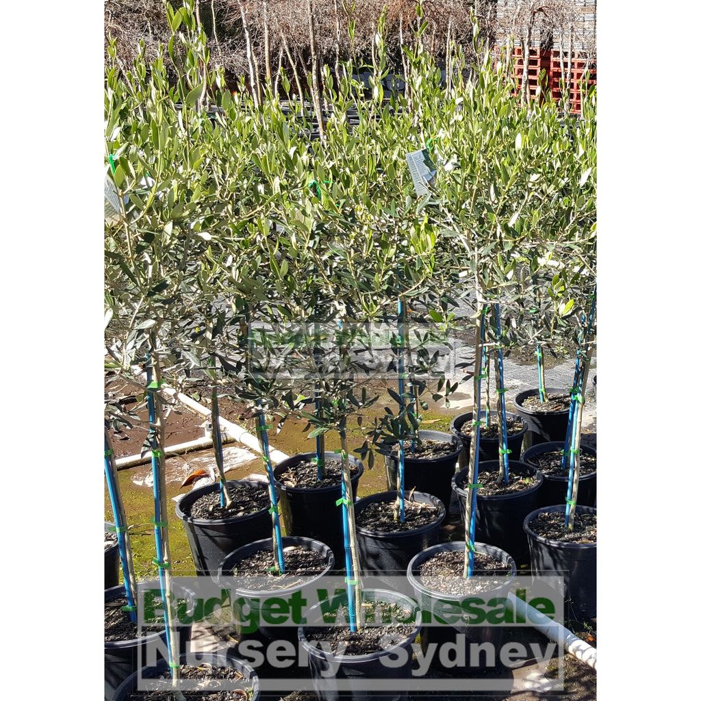 Olive Helena 250mm Standards – BUDGET WHOLESALE NURSERY SYDNEY
