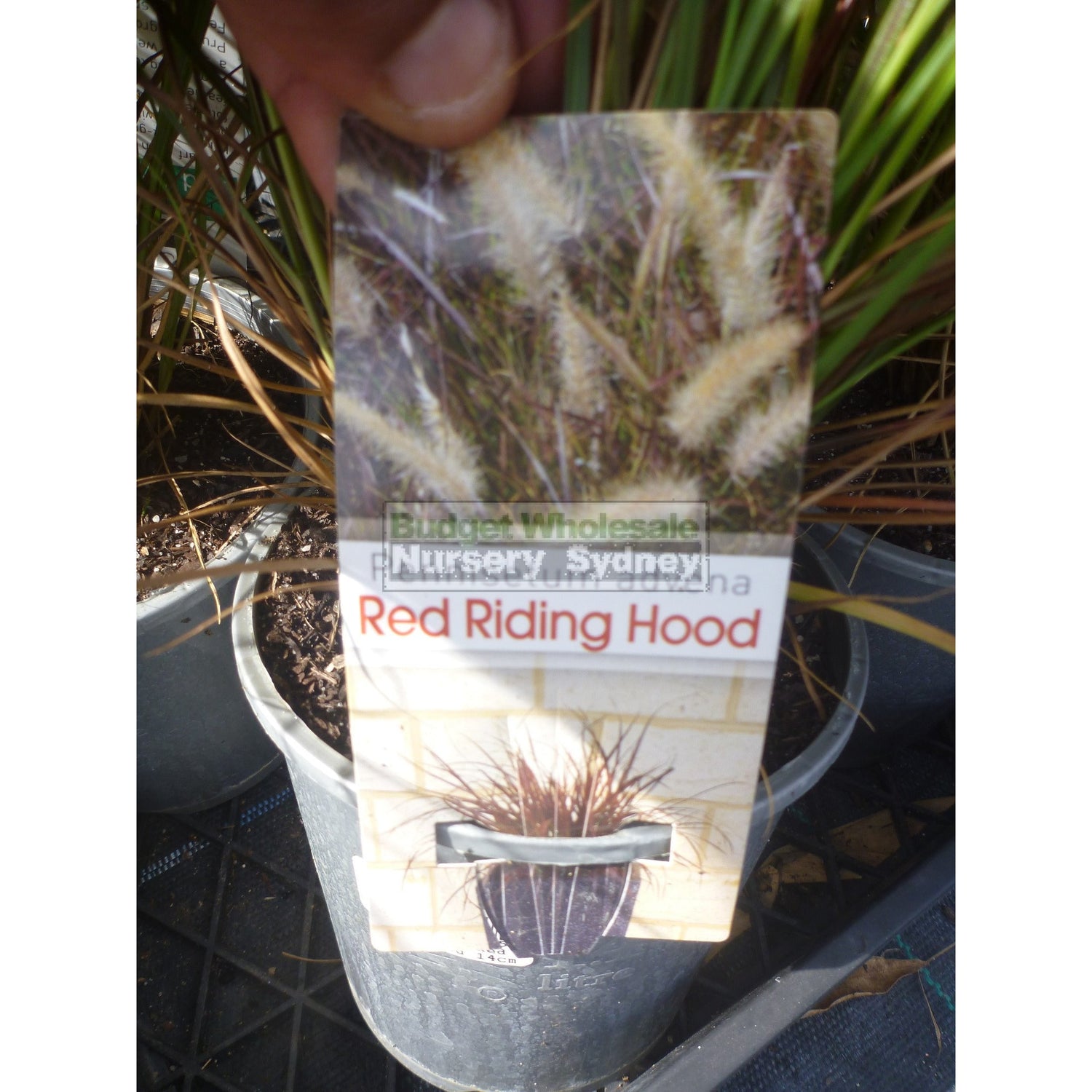 Pennisetum Red Riding Hood (Dwarf Purple Fountain Grass) 140mm – BUDGET ...
