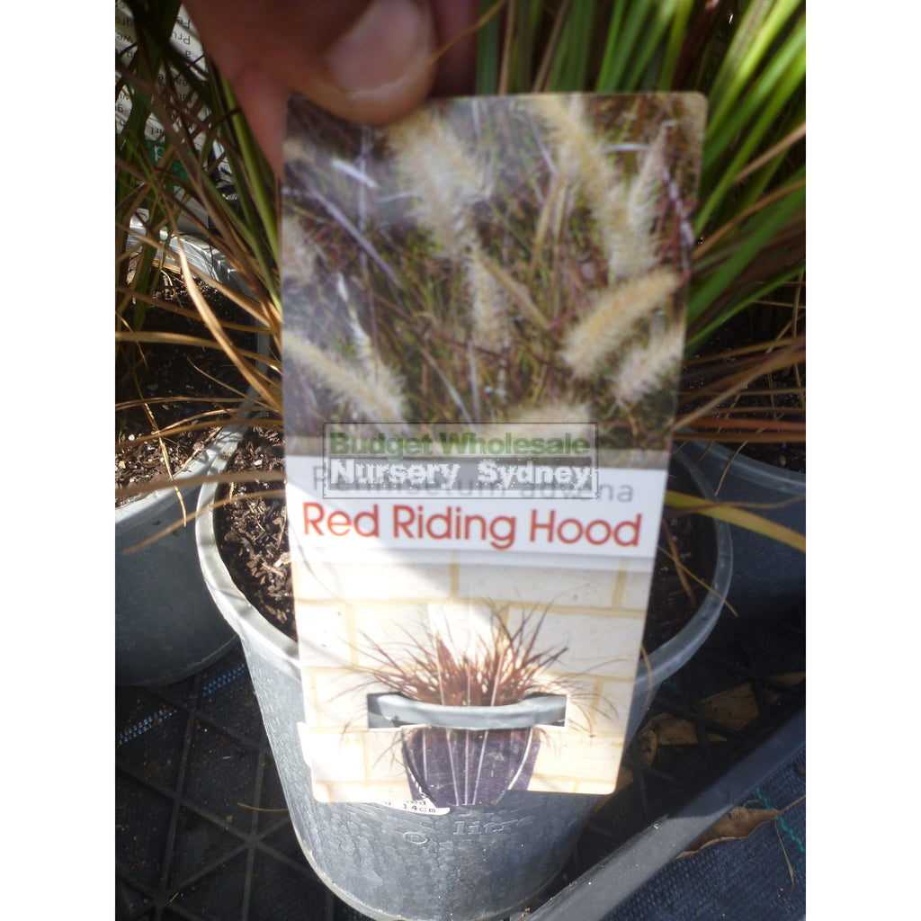 Pennisetum Red Riding Hood (Dwarf Purple Fountain Grass) 140mm | Budget ...