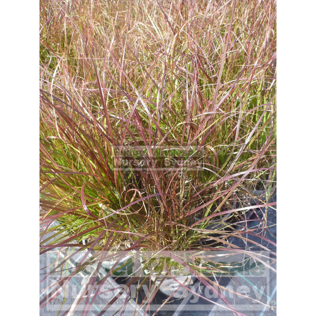 Pennisetum Red Riding Hood (Dwarf Purple Fountain Grass) 140mm | Budget ...