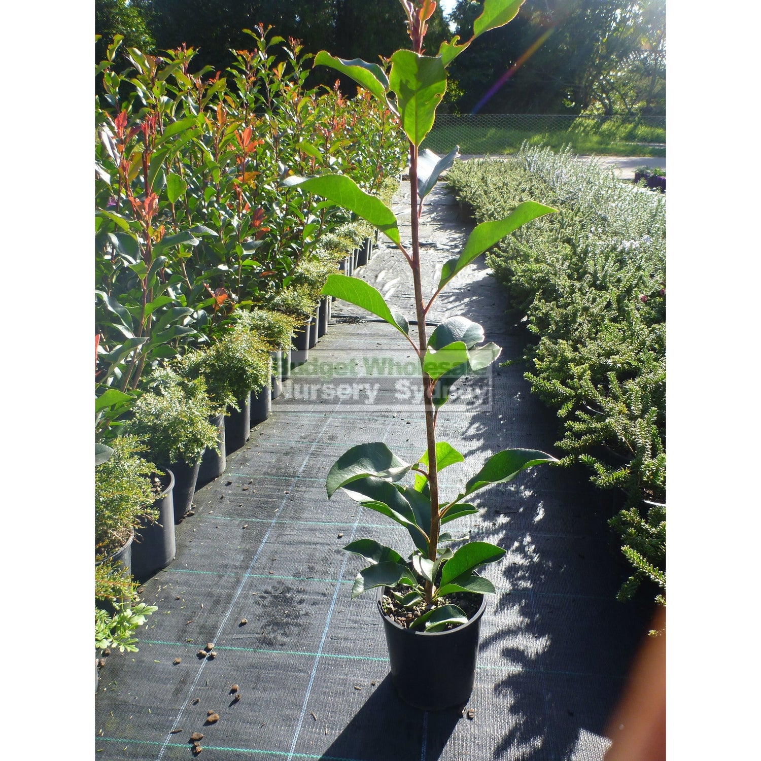 Photinia Red Robin small 140mm Pot. – BUDGET WHOLESALE NURSERY SYDNEY