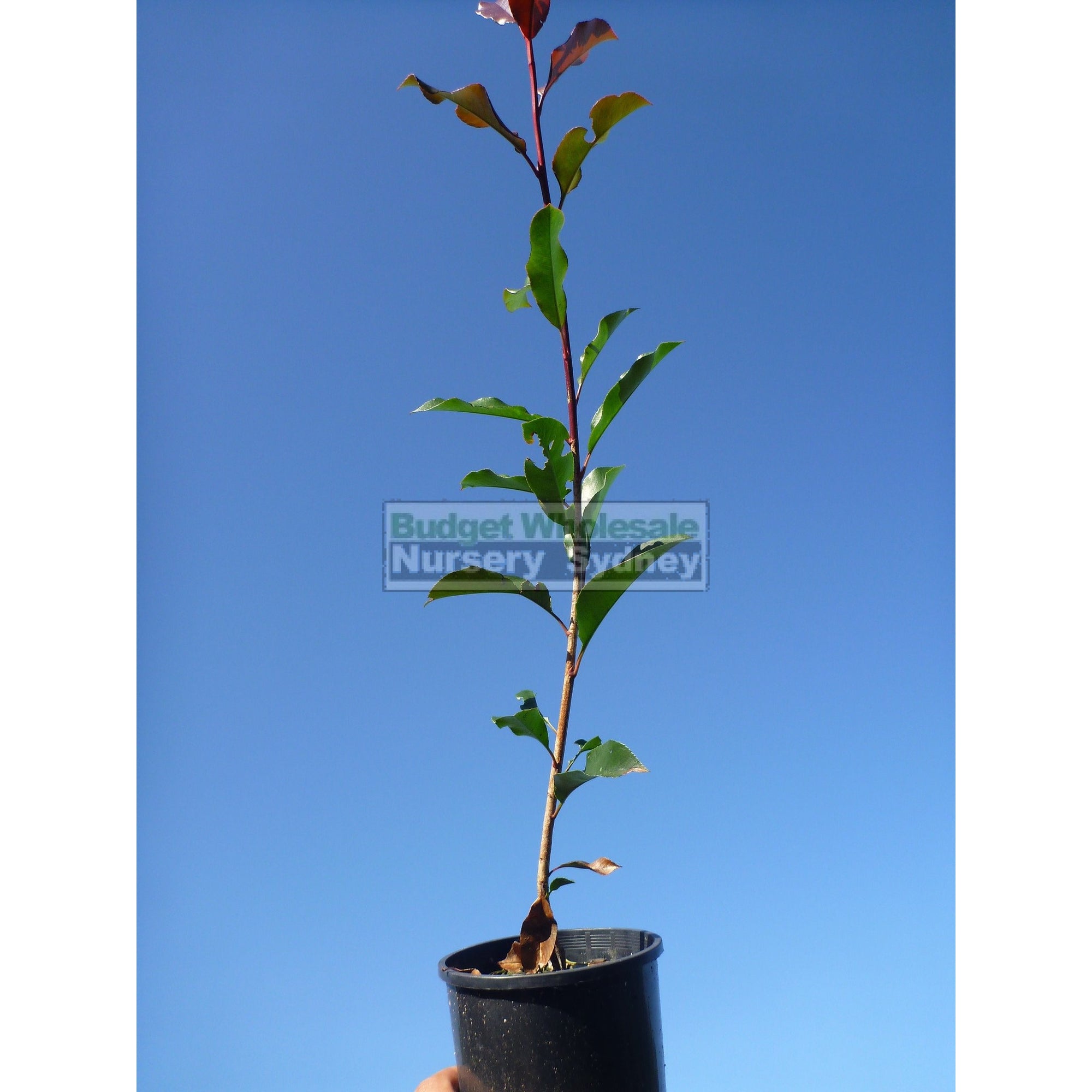 Photinia Red Robin small 140mm Pot. – BUDGET WHOLESALE NURSERY SYDNEY
