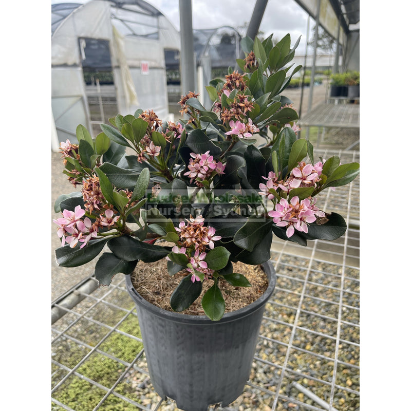 Rhaphiolepis Oriental Pink 200mm Pot – BUDGET WHOLESALE NURSERY SYDNEY