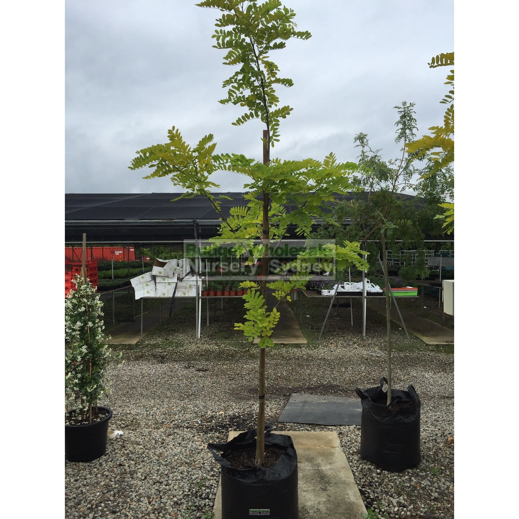 Robinia pseudoacacia 'Frisia' 75Lt | Budget Wholesale Nursery Sydney Robinia pseudoacacia 'Frisia' 75Lt | Budget Wholesale Nursery Sydney