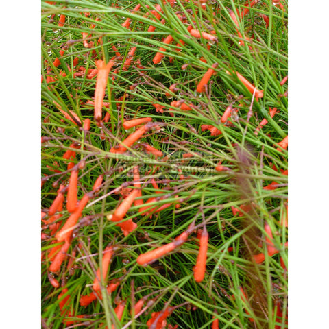 Russelia Ruby Falls 200mm Pot | Budget Wholesale Nursery Sydney