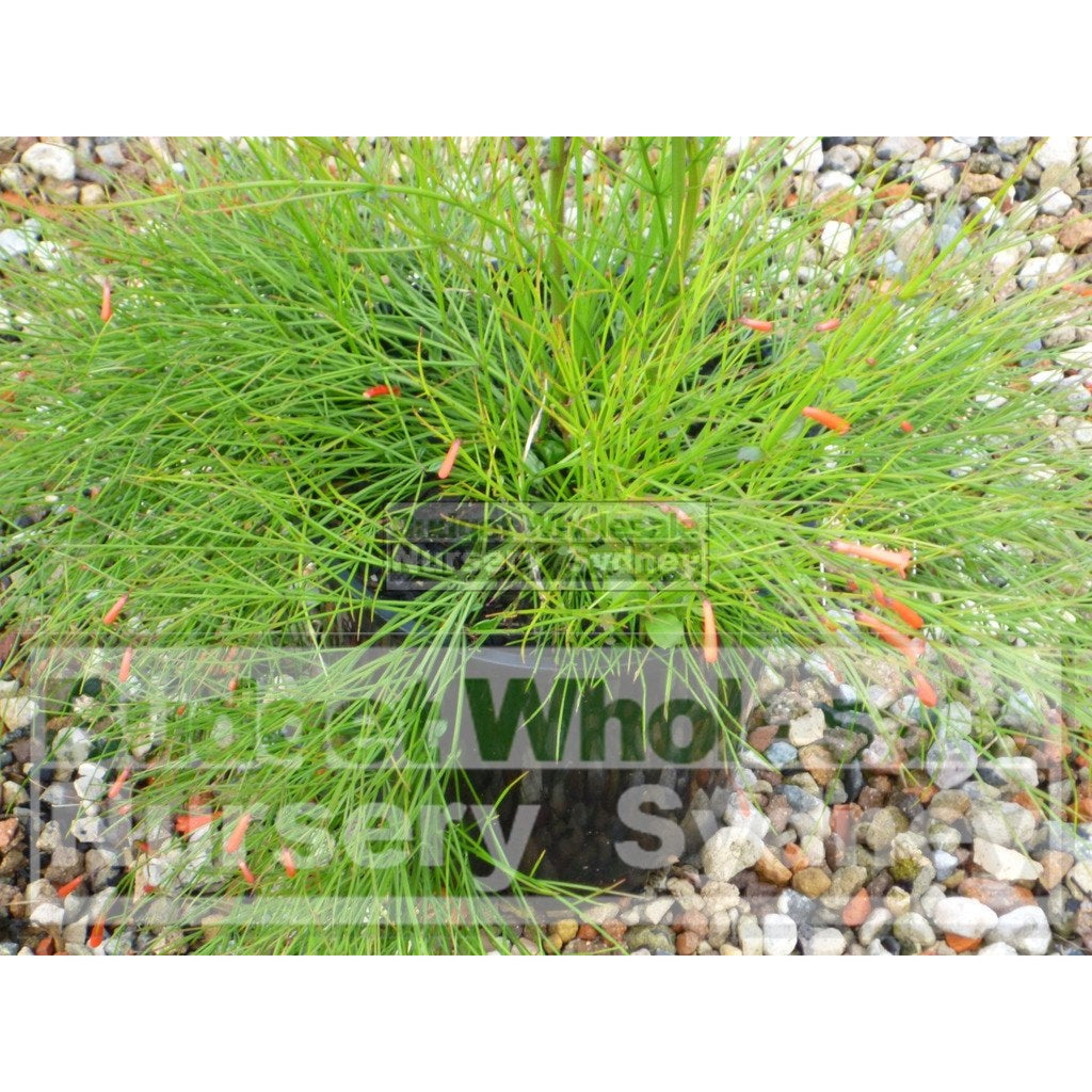 Russelia Ruby Falls 200mm Pot | Budget Wholesale Nursery Sydney