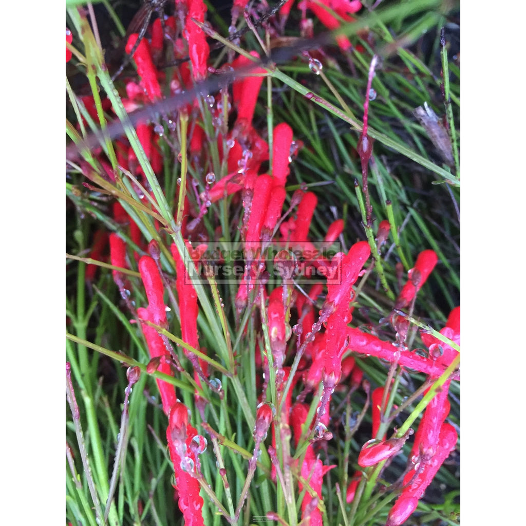 Russelia Ruby Falls 200mm Pot | Budget Wholesale Nursery Sydney