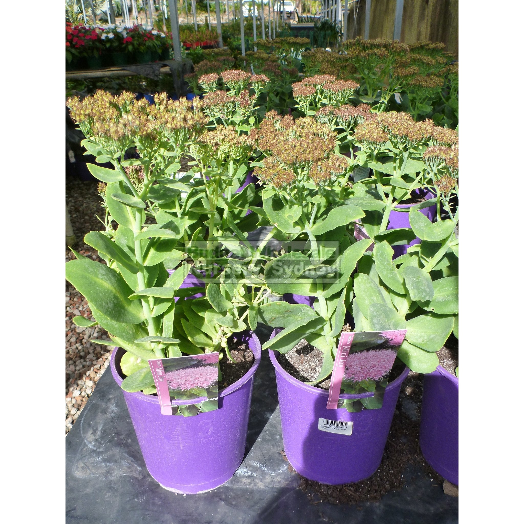 Sedum Mini Joy (Stonecrop) 175mm – BUDGET WHOLESALE NURSERY SYDNEY