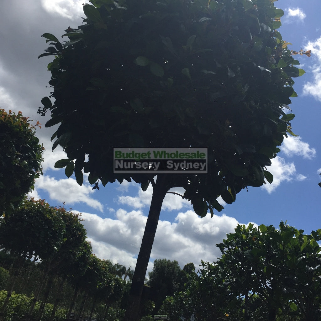 Syzygium Resilience Standard Topirary (Lollipop plant) xxl 400mm Pot S ...