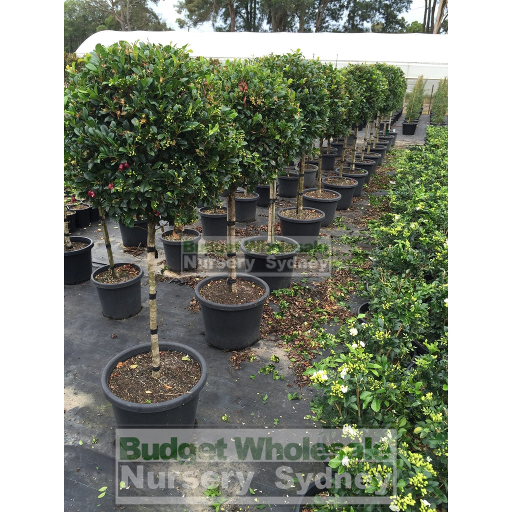 Syzygium Resilience Standard Topirary (Lollipop plant) xxl 400mm Pot S ...